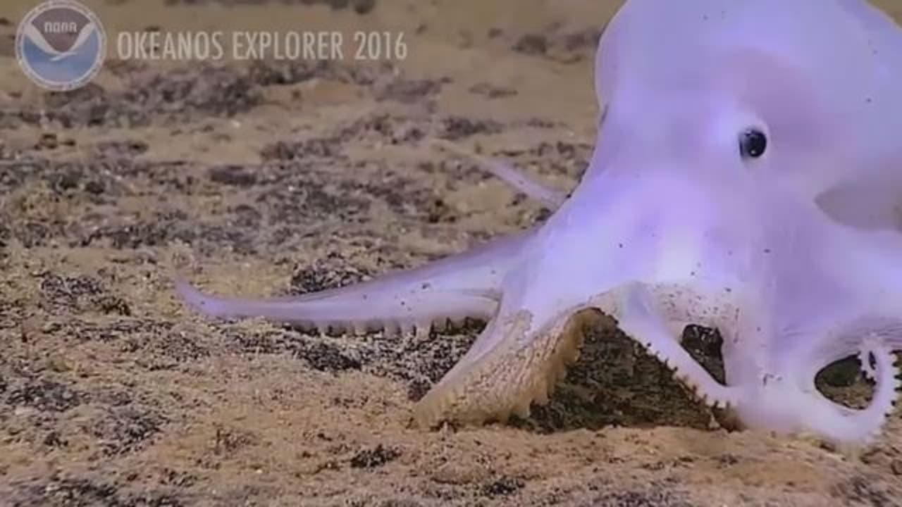 Ghostlike octopod found off Hawaii's coast | FOX 26 Houston