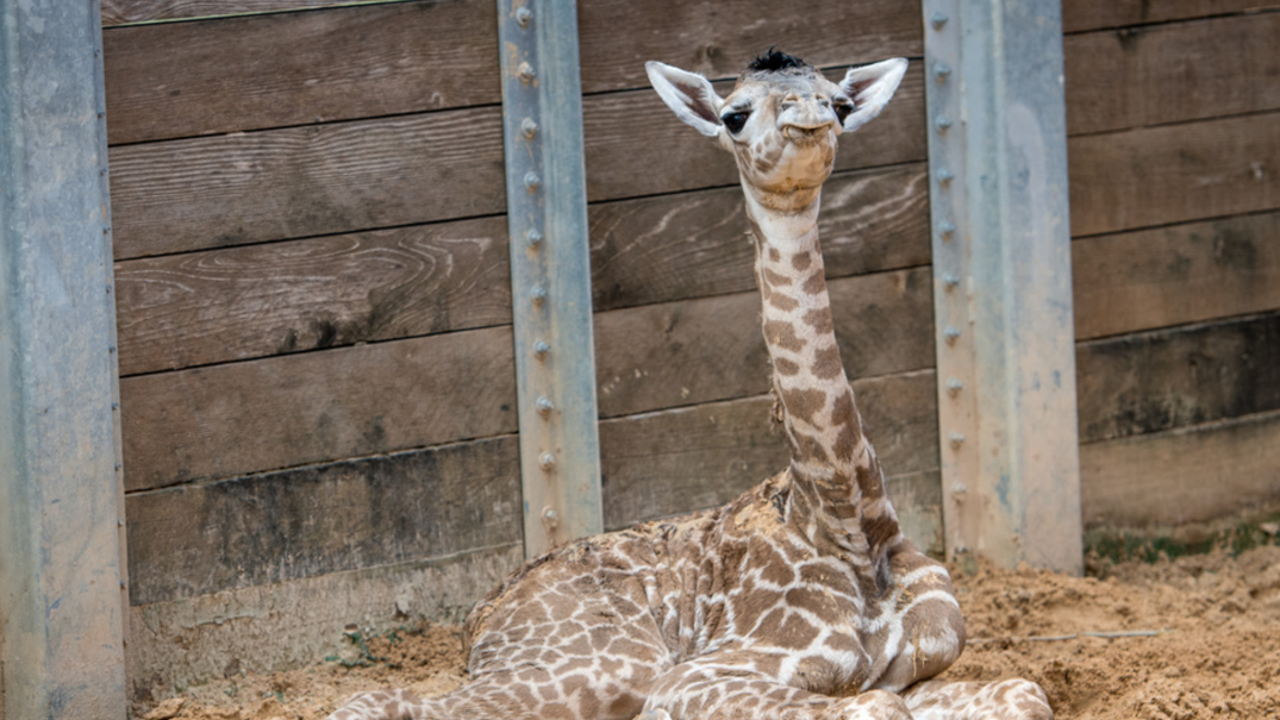 Baby Masai giraffe born at Houston Zoo to first-time mother | FOX 26 ...