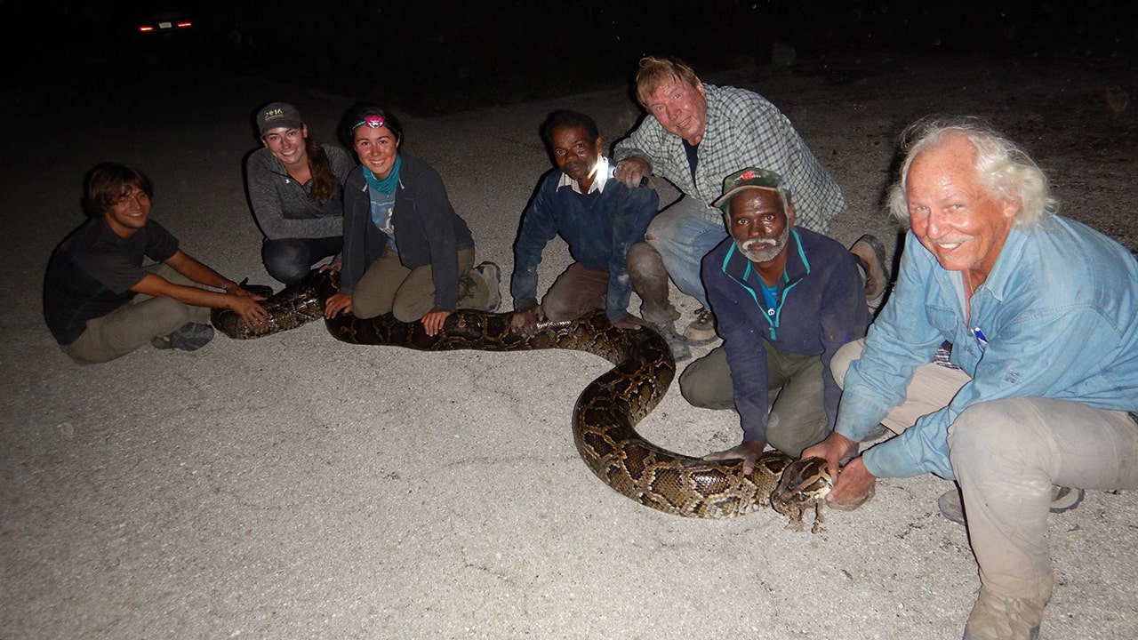 Snake catchers from India hunt pythons in Florida Everglades | FOX 26 ...