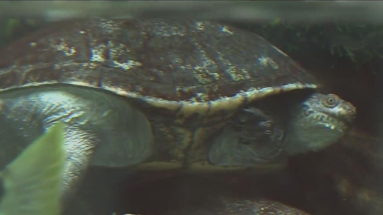 Police search for suspect accused of stealing turtle from Houston Zoo ...