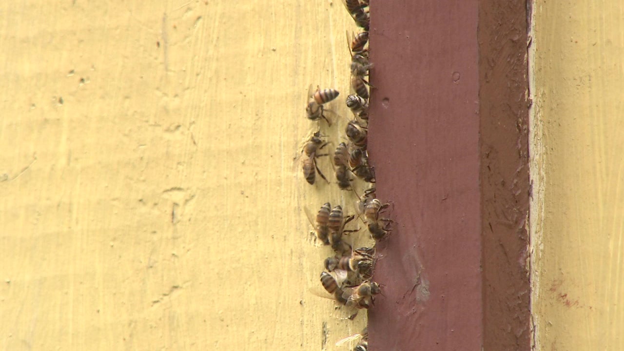 Bee invasion in Third Ward home | FOX 26 Houston