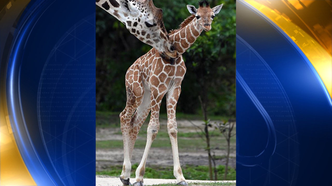 Young giraffe dies after 'freak accident' at Zoo Miami | FOX 26 Houston