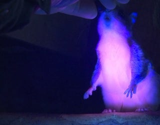 squirrel skeleton under uv light