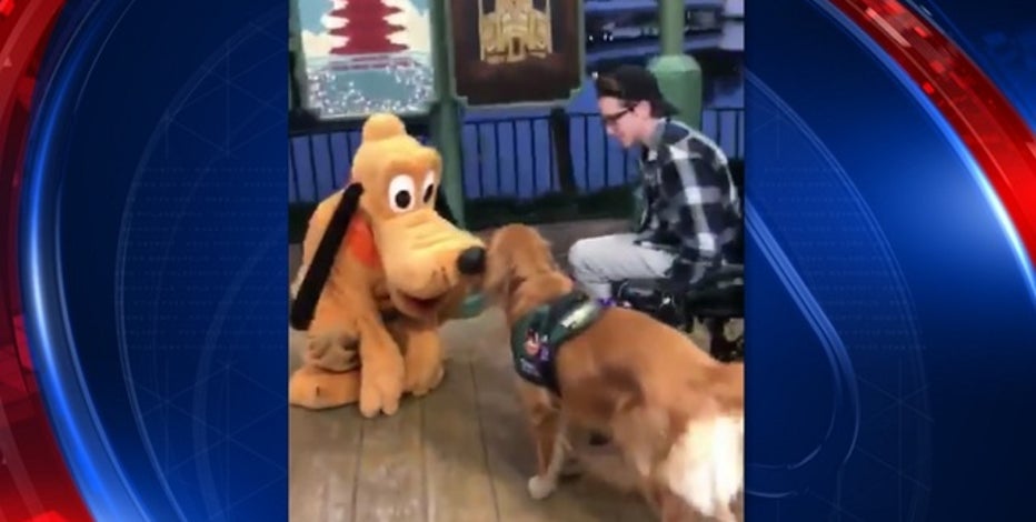pluto dog disney world