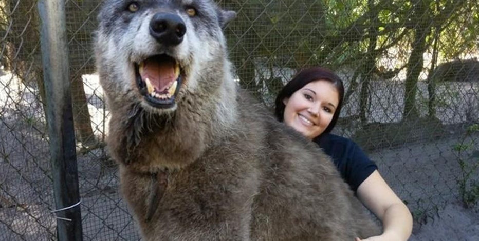 largest wolf in captivity
