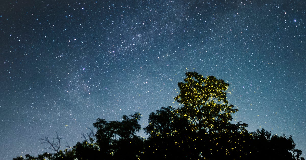 Habitat loss, light pollution and other threats are putting fireflies ...