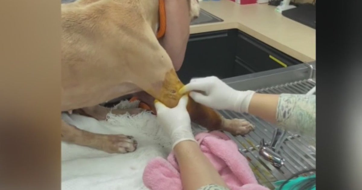 One of a kind dog rescue in Alvin transforms dogs fighting for their ...