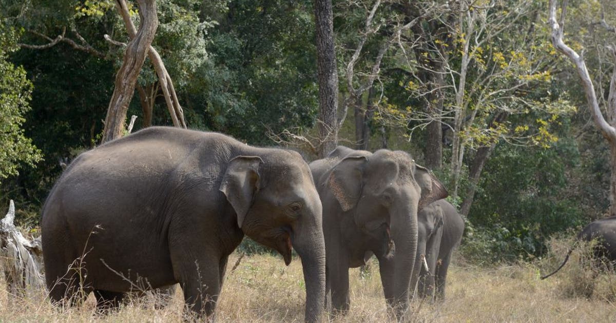 Elephant kills woman and returns to her funeral to attack her corpse ...