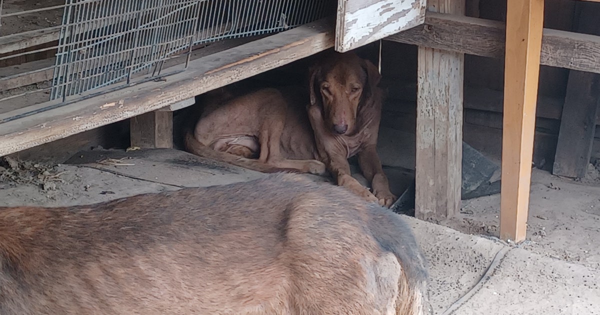 Animal cruelty reported at home in Harris County, multiple dogs ...