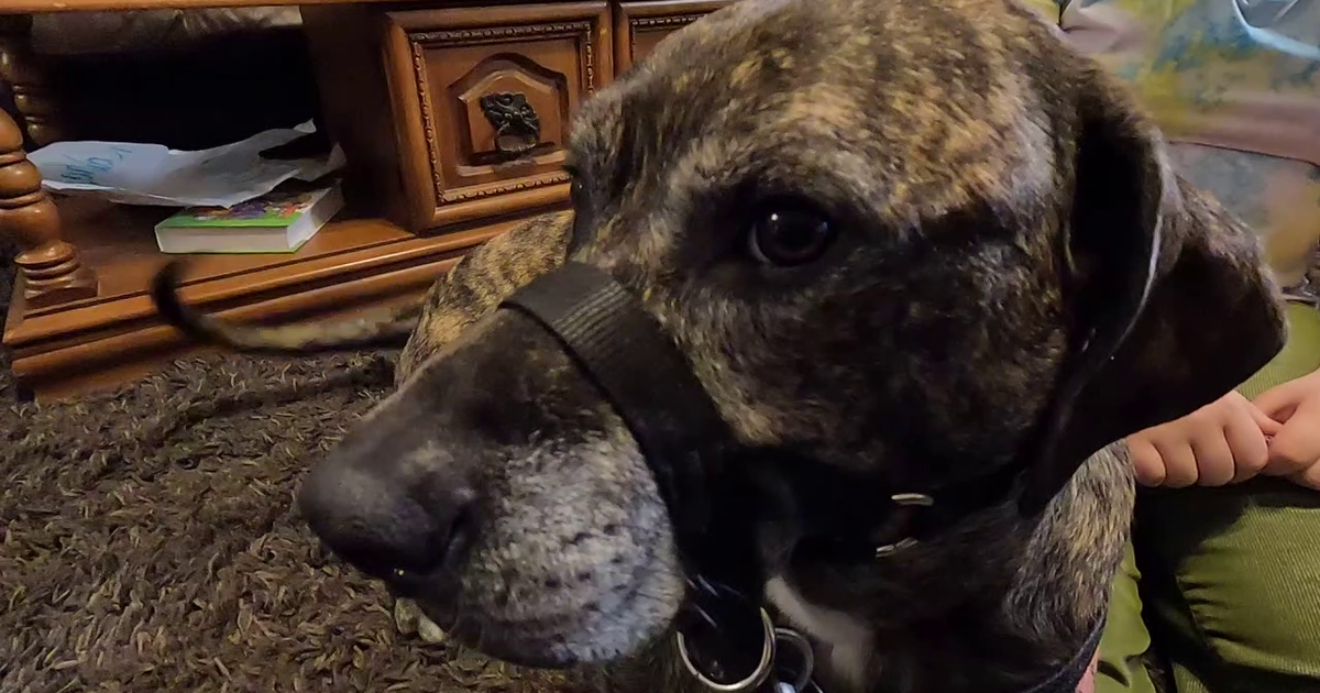 12-year-old autistic girl discovers her emotional support dog has ...