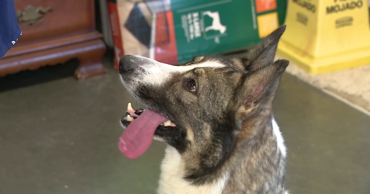 Dickinson Animal Shelter offering unconditional love for Valentine's ...