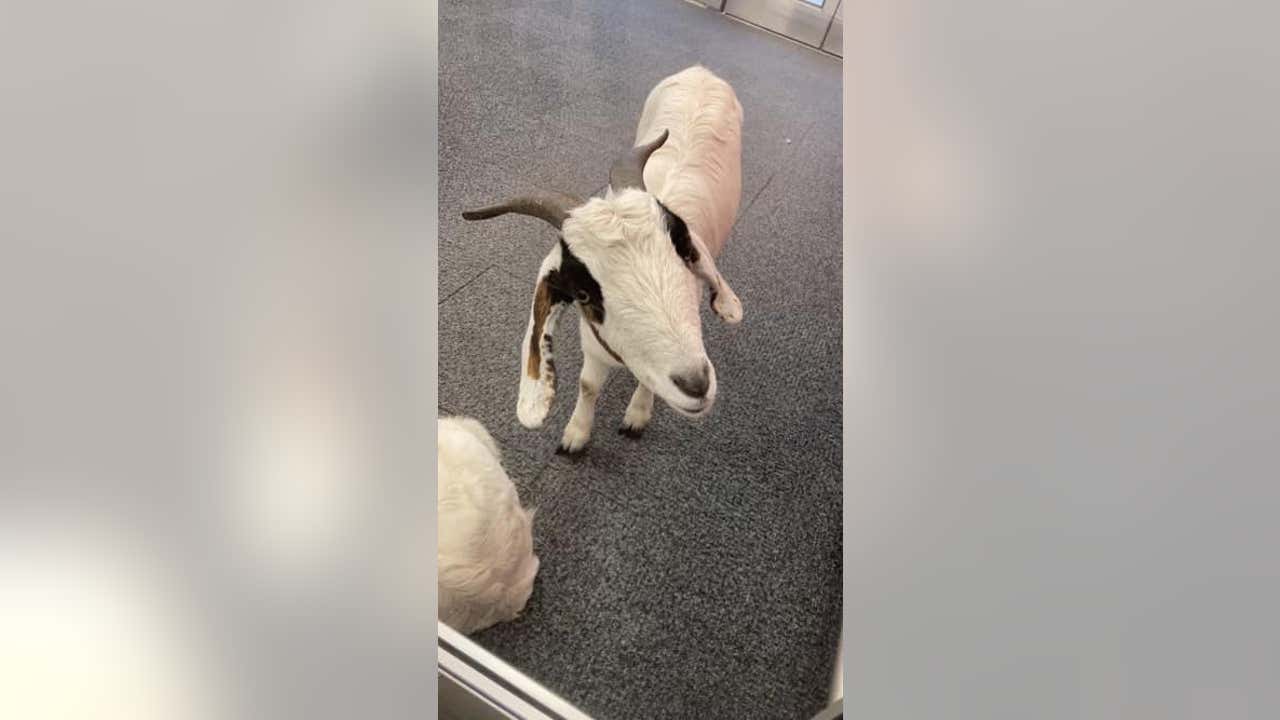 Two goats found wandering inside Harris County Target store | FOX 26 ...