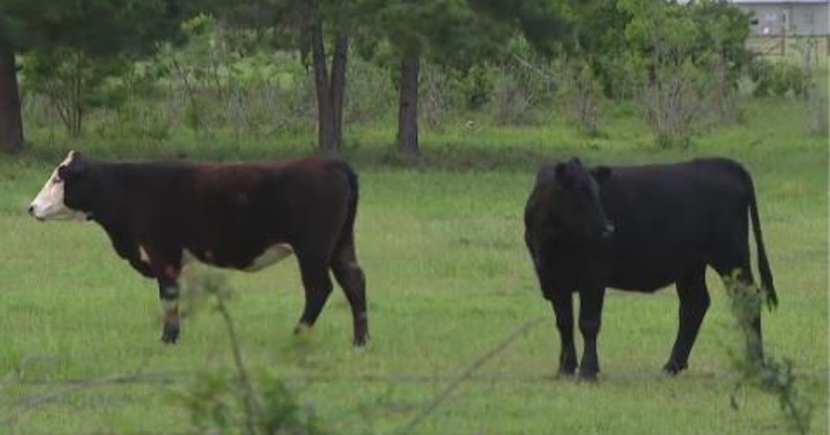 Urgent investigation underway into mysterious cattle deaths in ...