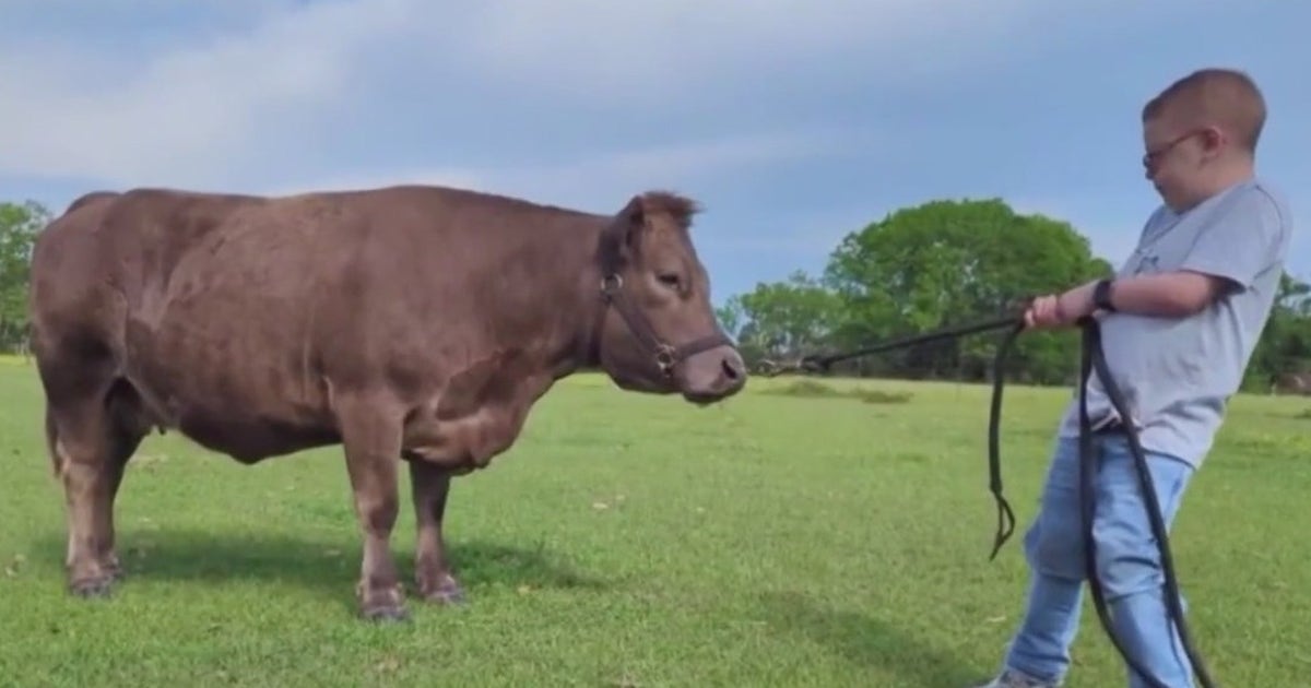 Little cowboy back home with beloved pet cow after more than 400 days ...