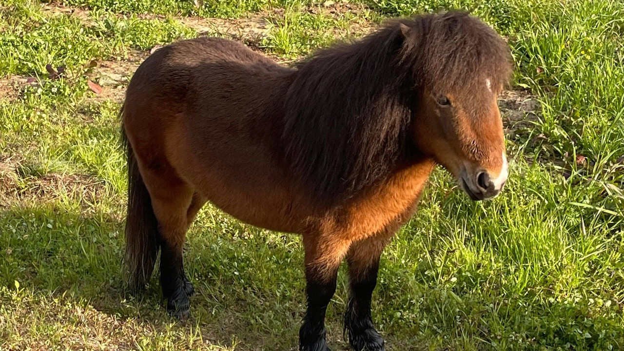 'Arrested' Alabama pony finds new home to help those with disabilities ...