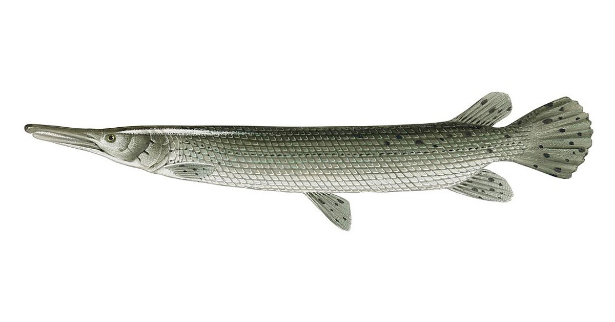 Record-setting, 207-pound alligator gar caught in Texas lake | FOX 26 ...