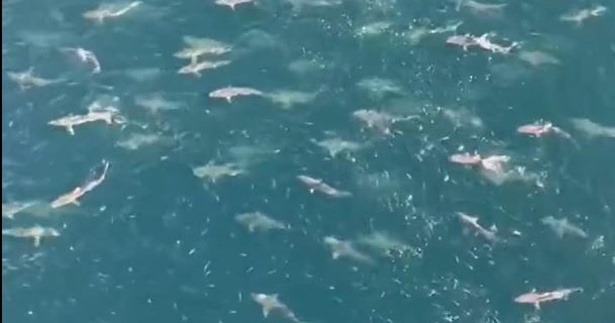 Hundreds of sharks gathering in the Gulf of Mexico near Texas explained ...