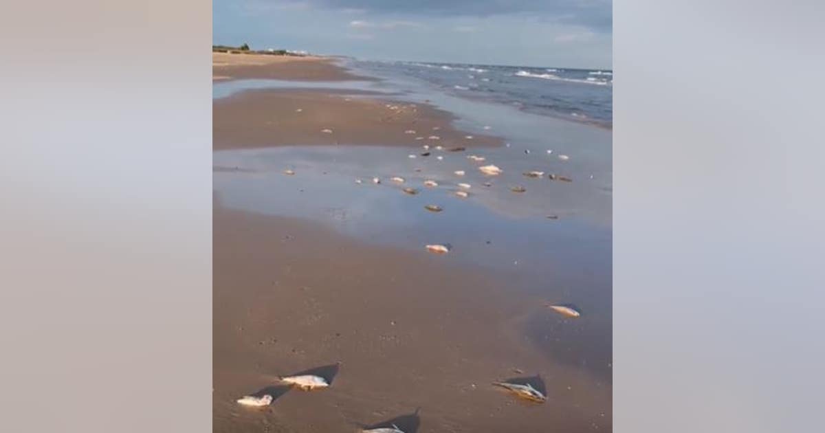 Thousands of fish seen dead along the Texas Gulf Coast; red tide alagae ...