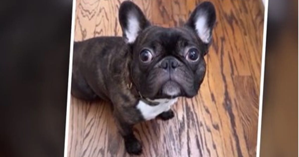 Richmond family says 3-year-old French Bulldog died hours after Petco ...