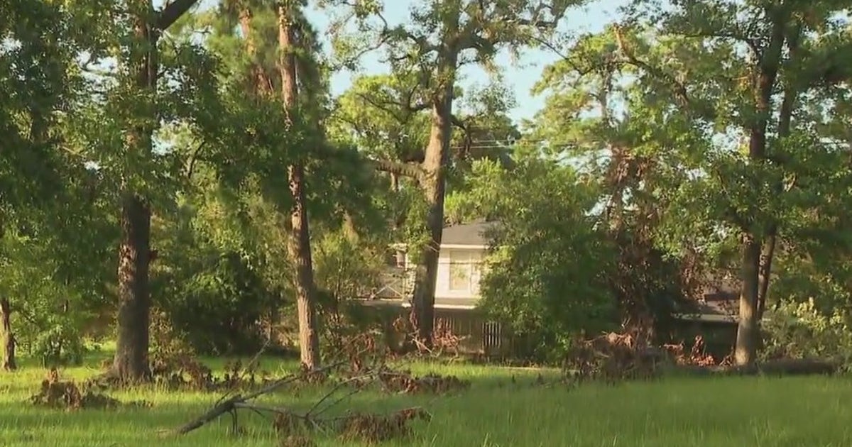 Hurricane Beryl clean-up: How to help trees survive storms | FOX 26 Houston