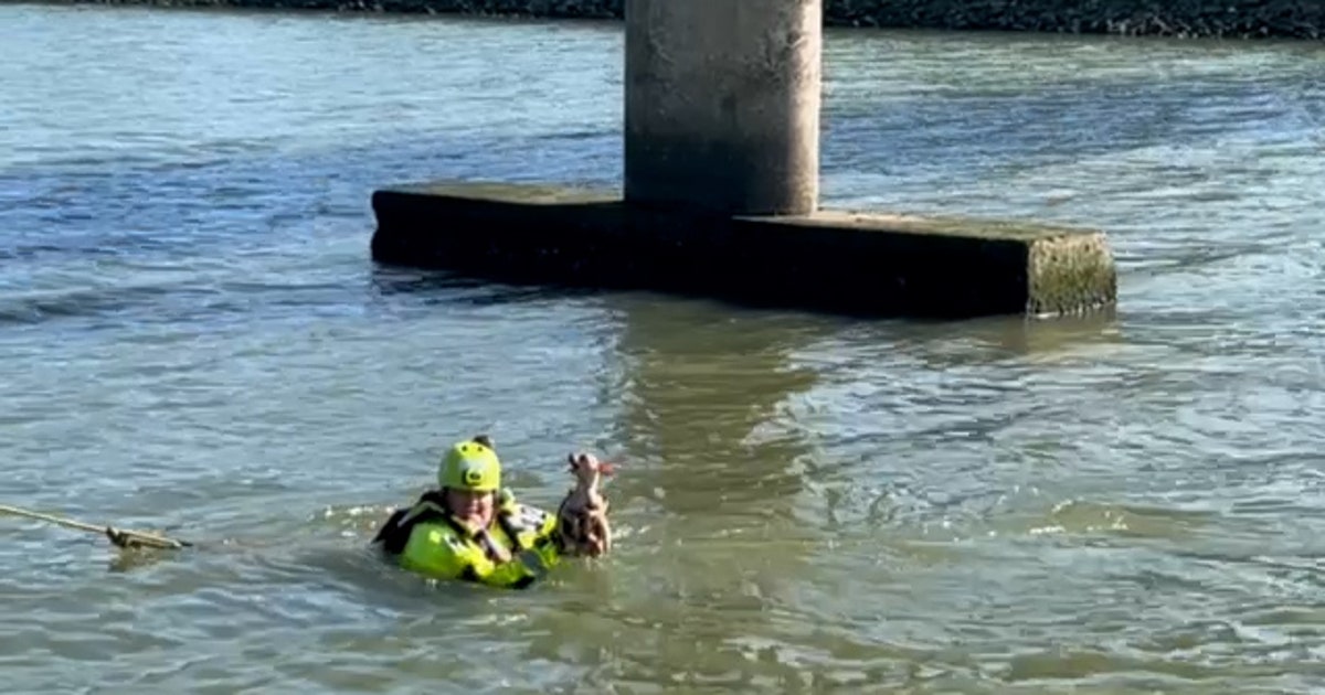 Chihuahua rescued from pedestrian bridge on Sims Bayou channel: video ...