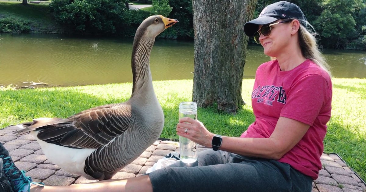 Viral goose Honk's memory lives on 3 years after his death | FOX 26 Houston