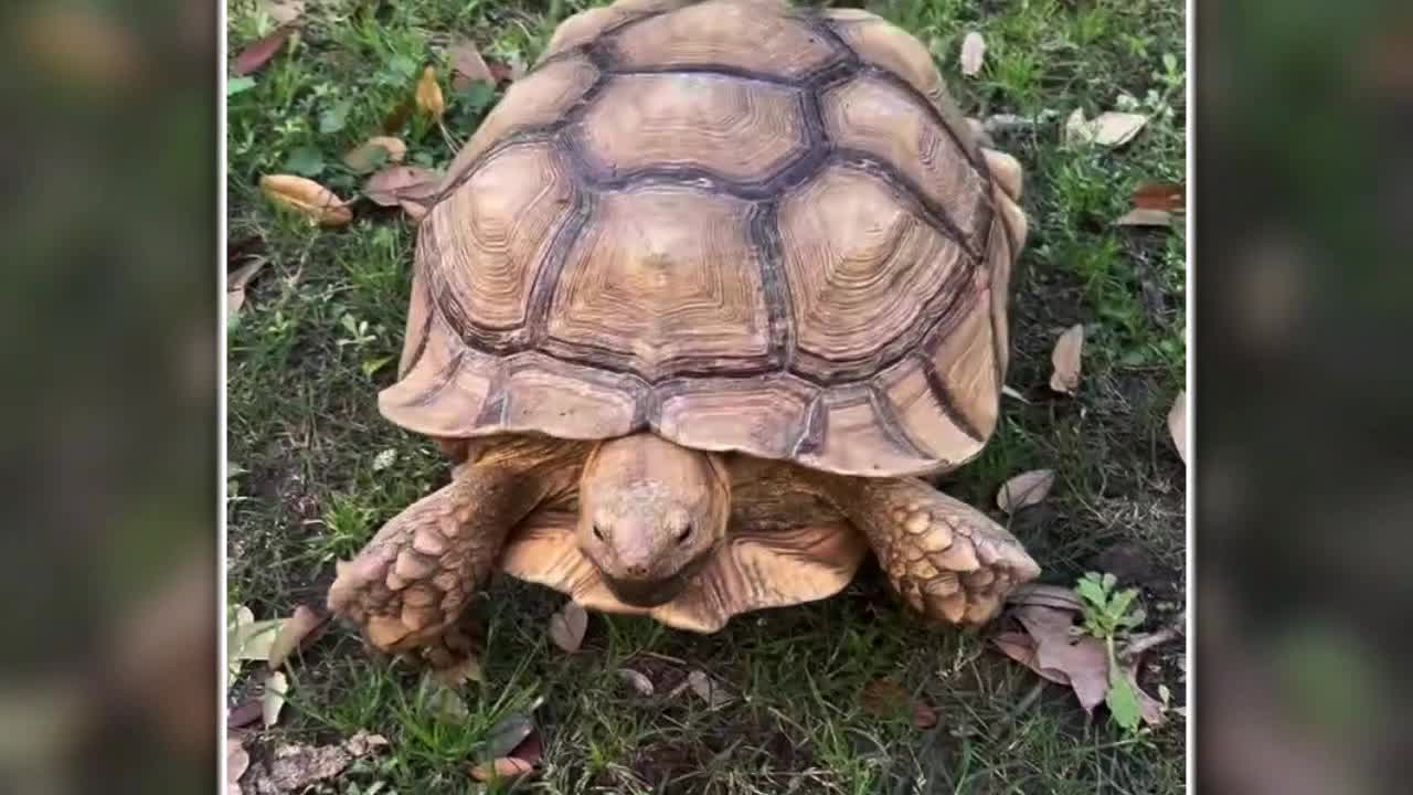 Have you seen Big Boy the tortoise? Reward for beloved missing reptile ...