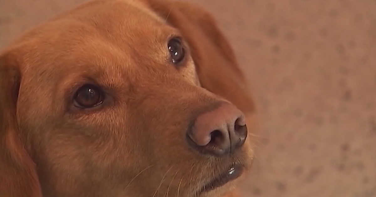 Hurricane season 2025: How to prepare your pets | FOX 26 Houston