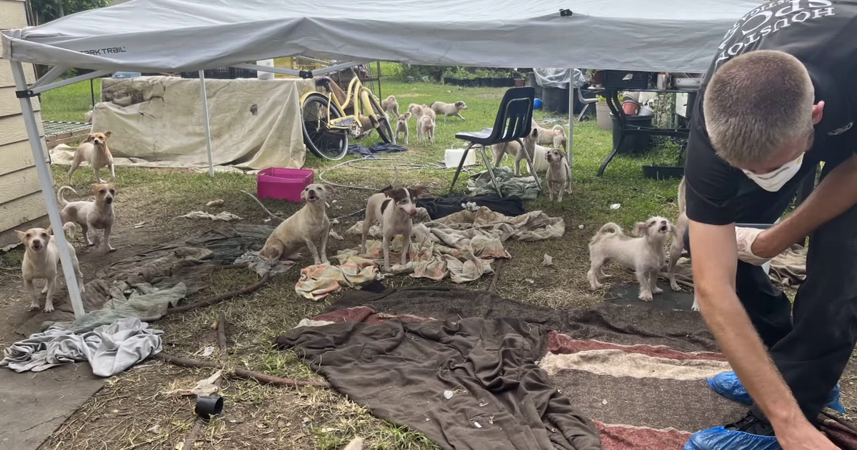 70 dogs found in worst hoarding case ever in Pasadena, some need ...