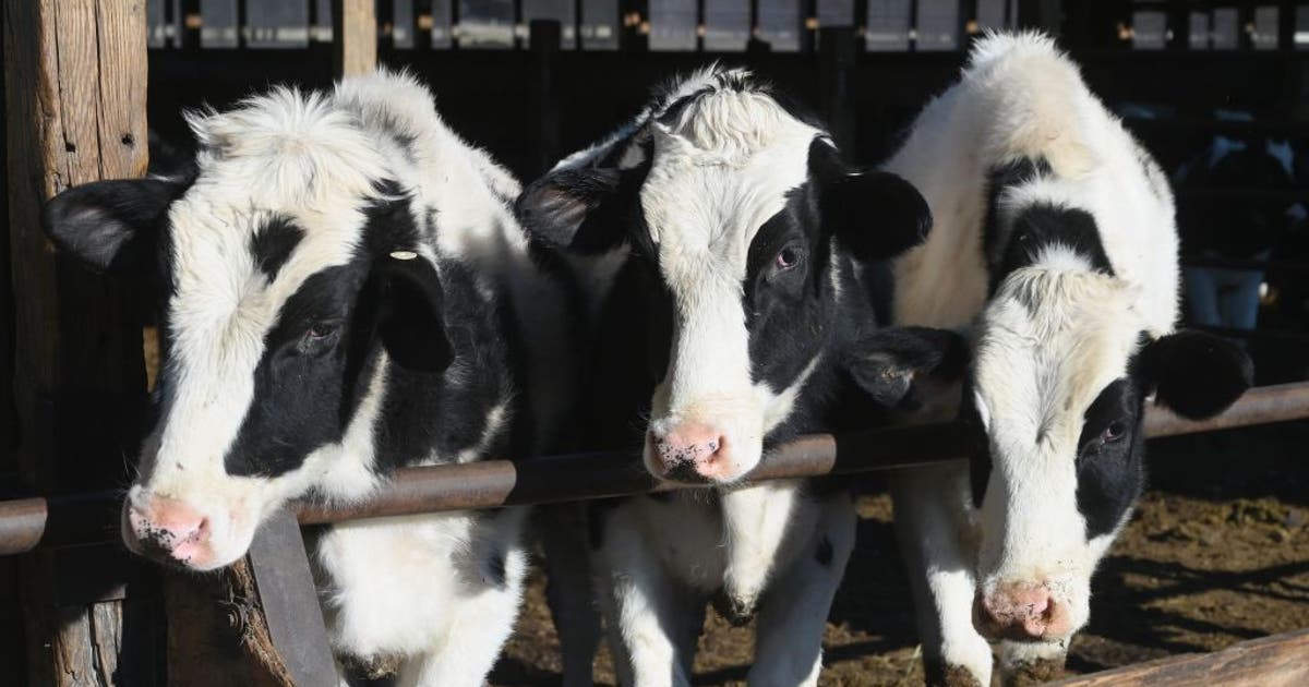 Texas Proposition 5 results: Amendment passed to exempt animal feed ...