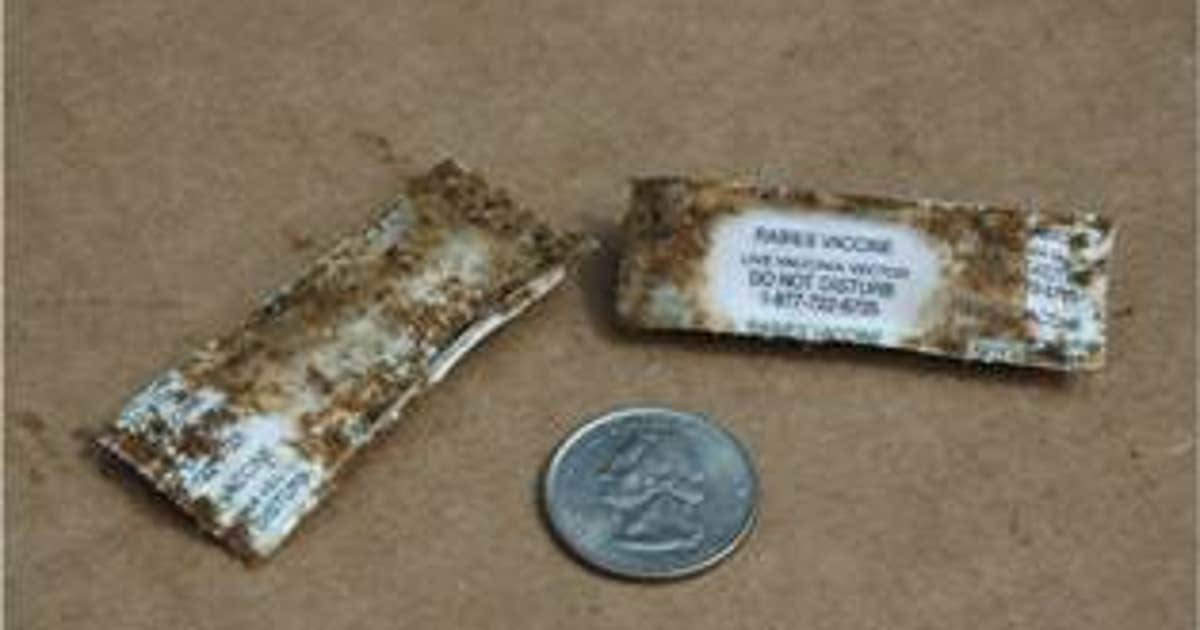 Oral rabies vaccinations will be dropped from planes, hand distributed ...