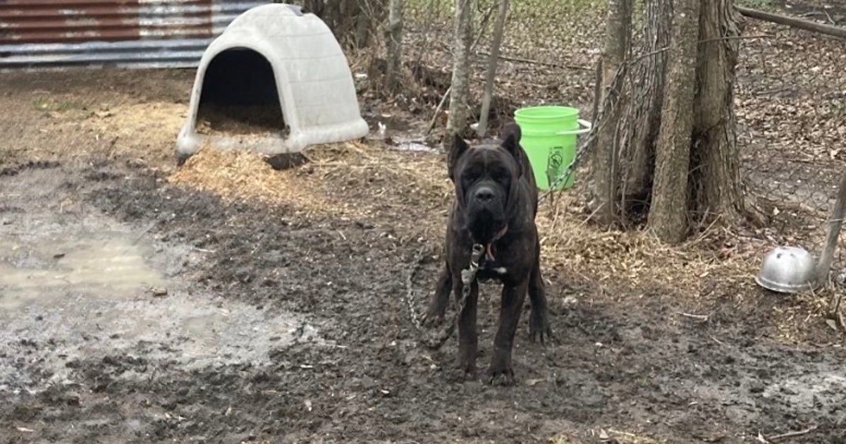 3 malnourished dogs rescued, 1 found dead at southeast Houston home ...