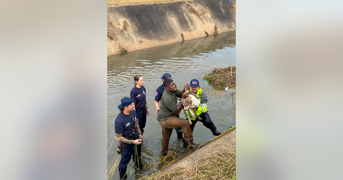 Sugar Land Fire Department assists in rescue of dog that fell into a ...