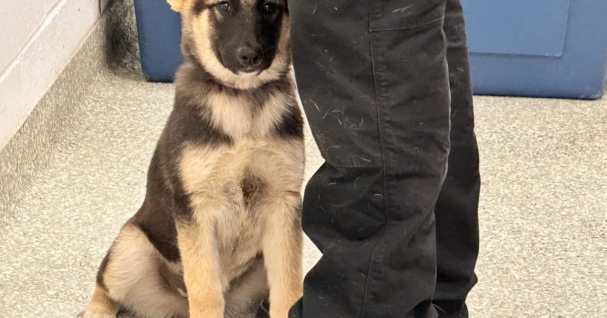 Harris County authorities rescue puppy found inside metal trunk in ...