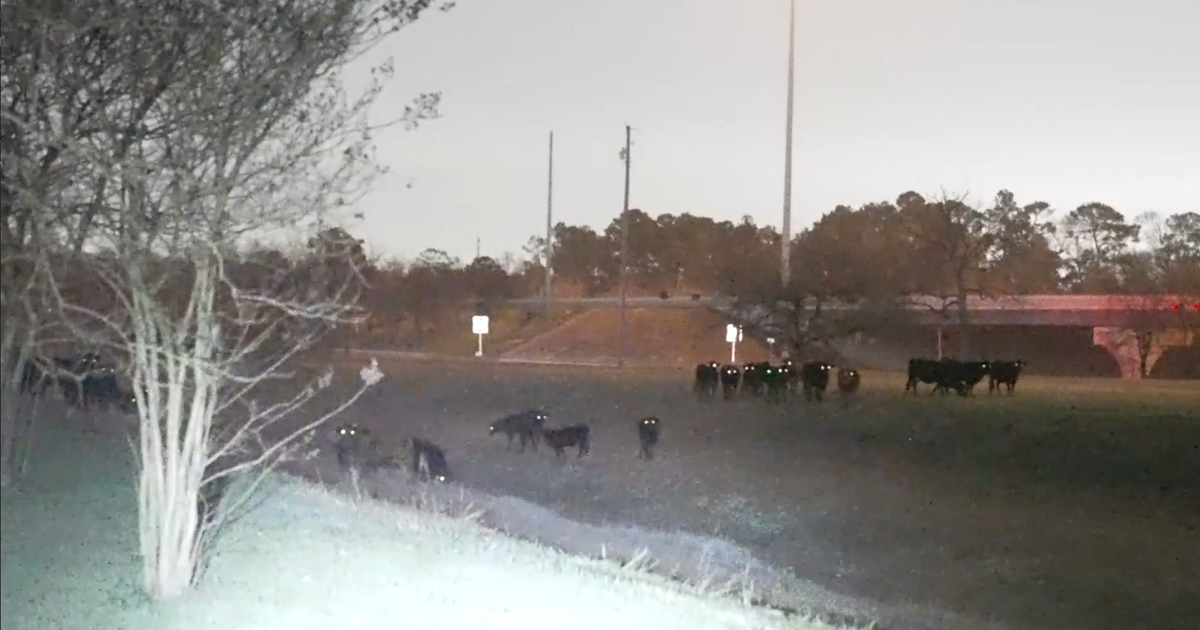 Cows escape property near Oates Prairie, wrangled back home | FOX 26 ...