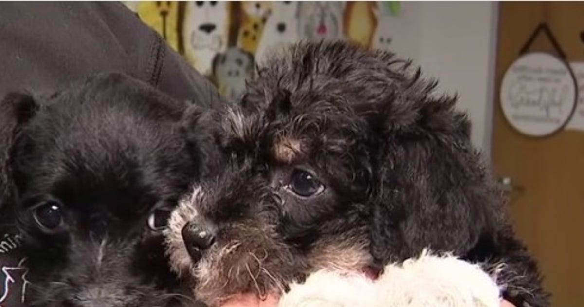 Animal shelter in Dickinson offering unconditional love for just $14 ...