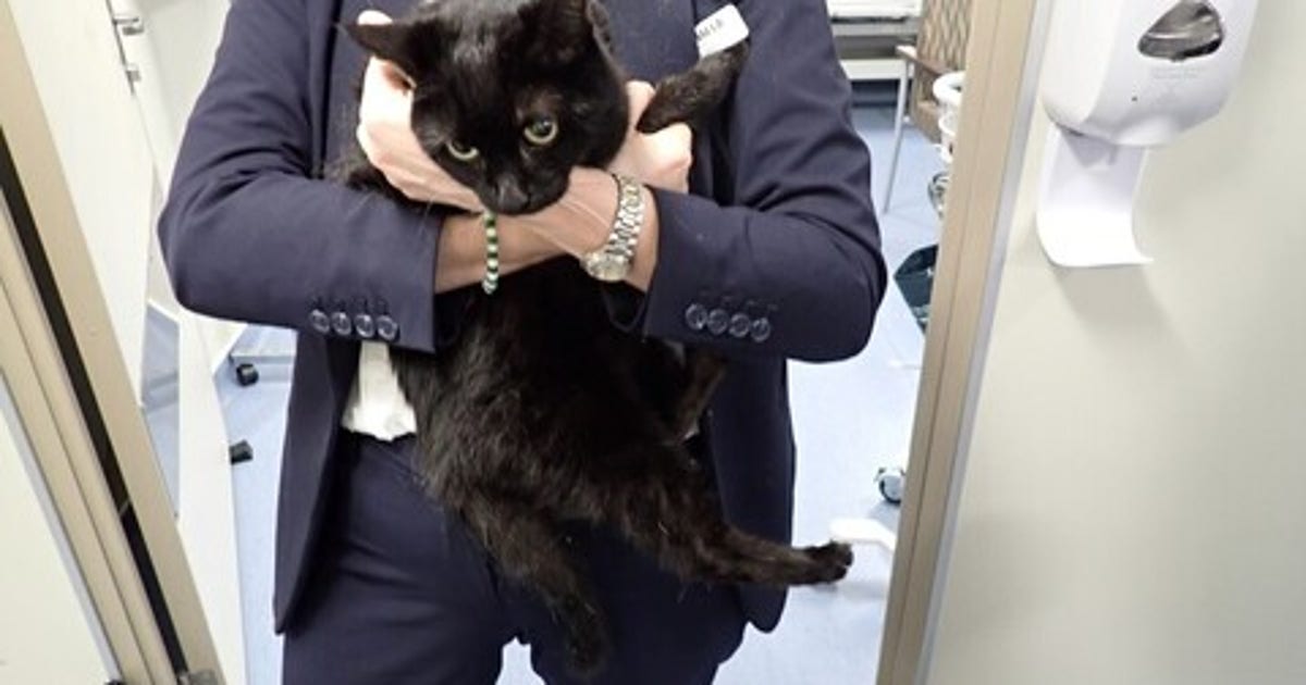 Carnival Cruise ship rescues sailor and his cat from sailboat in ...
