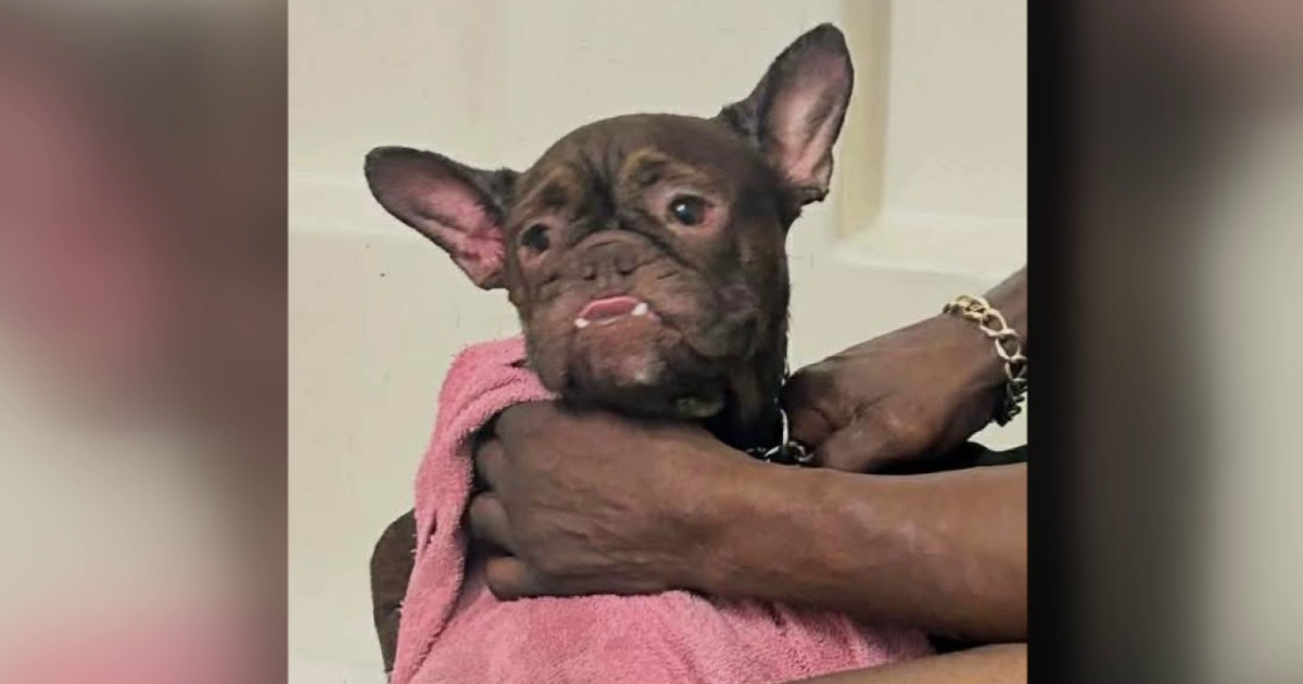 French bulldog stolen at gunpoint located by Houston police | FOX 26 ...