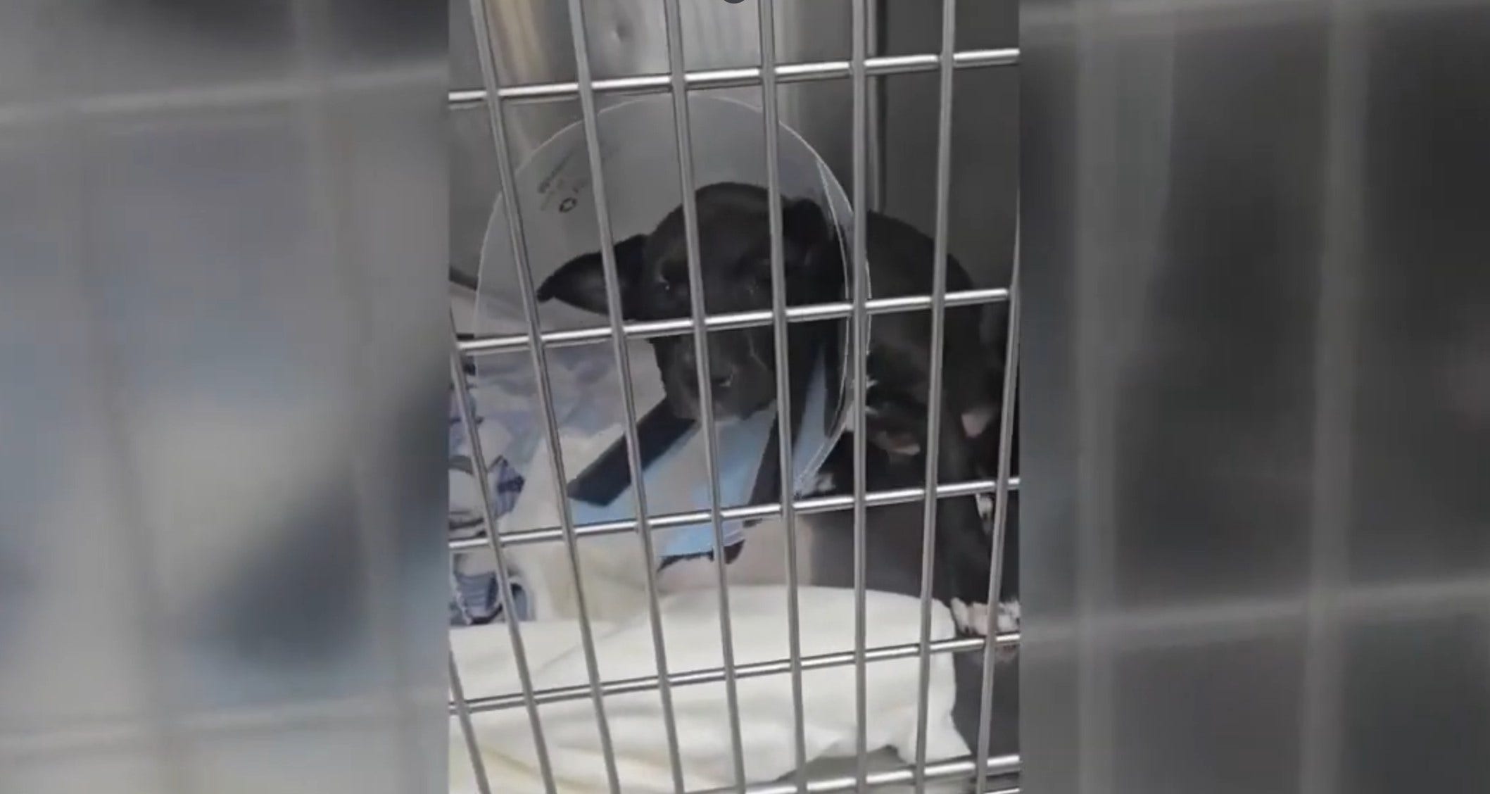 Galveston County animal rescue awarded $150K to treat pets in five ...
