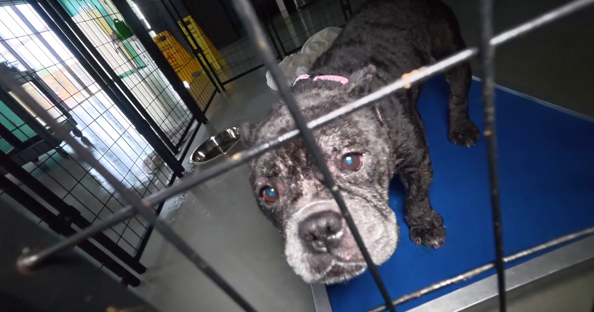 Houston Pets Alive targeted by vandals causing substantial losses to ...