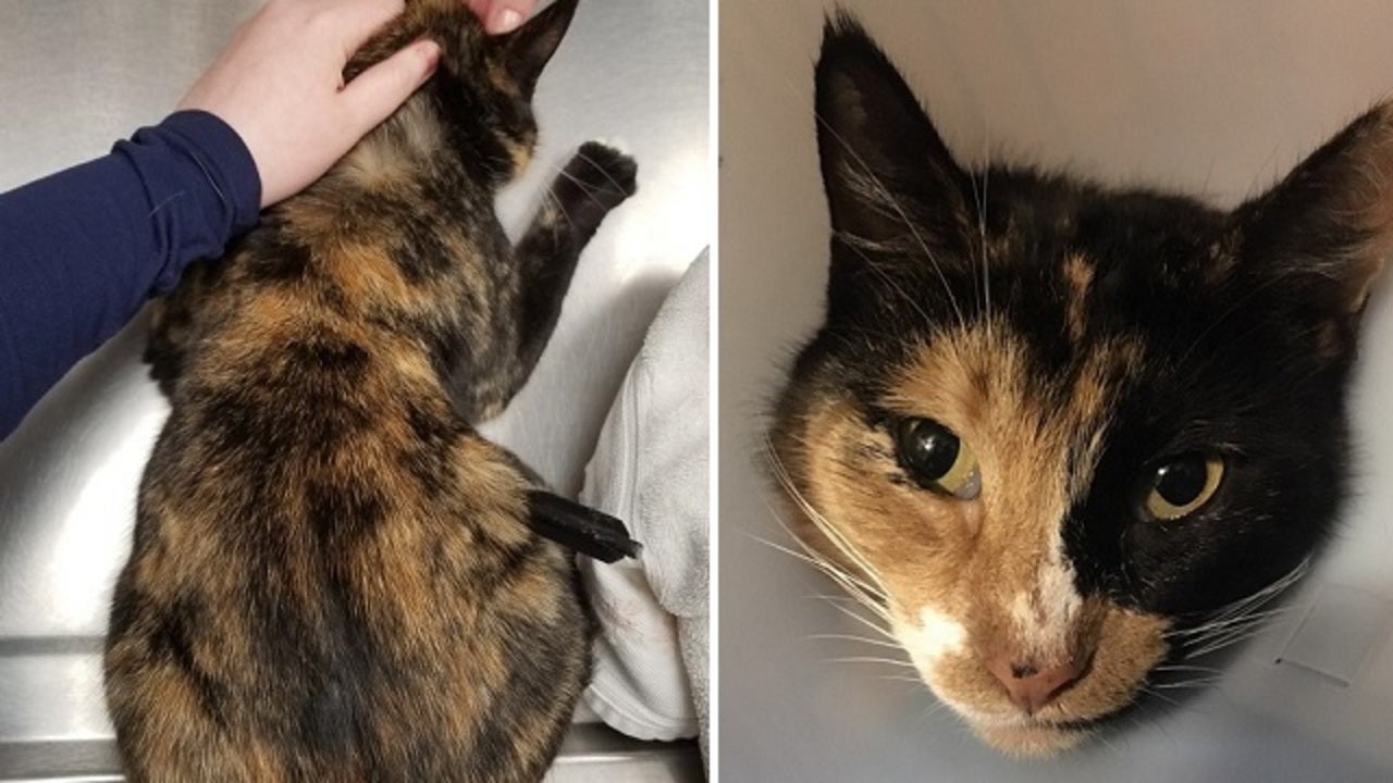 Suspect sought after stray cat shot with crossbow at point blank range ...