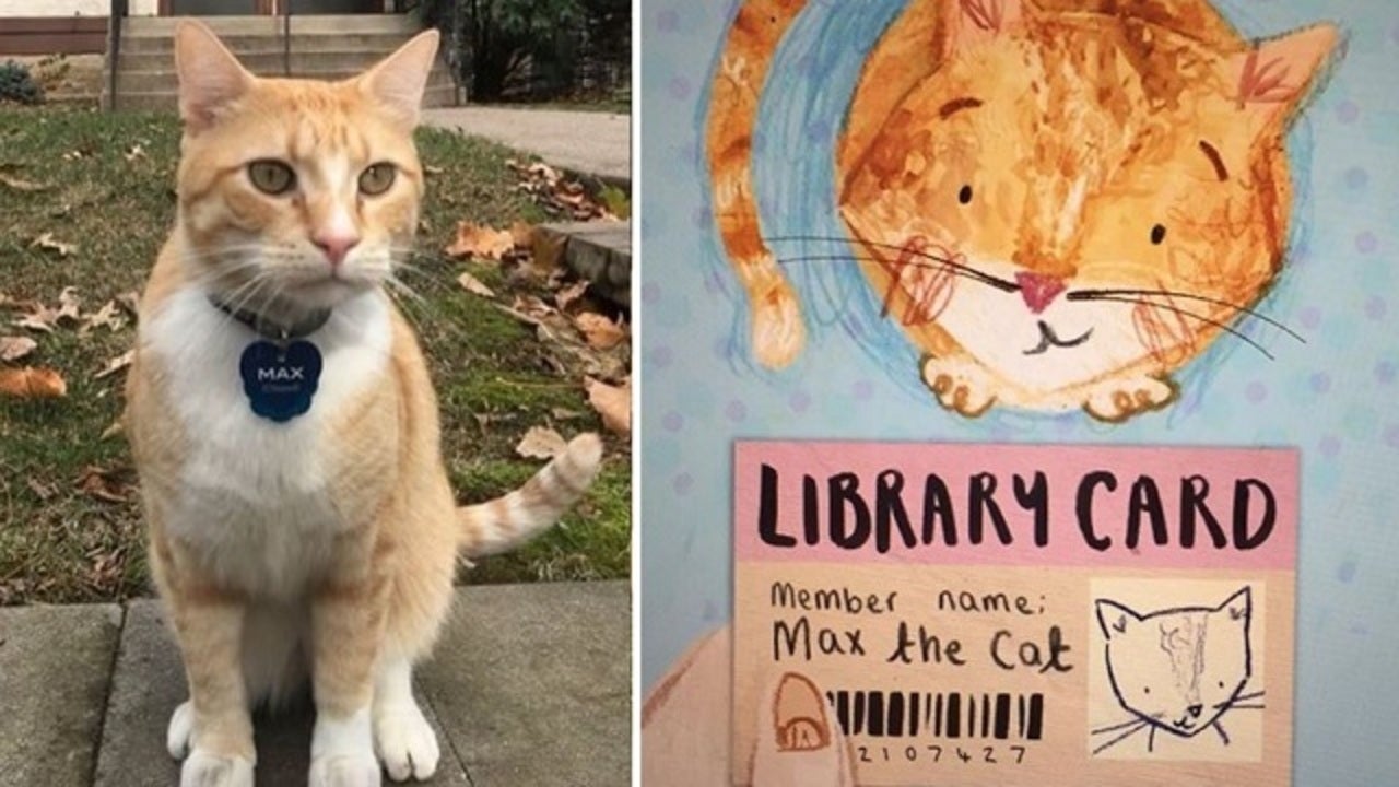Cat banned from college library goes viral | FOX 29 Philadelphia