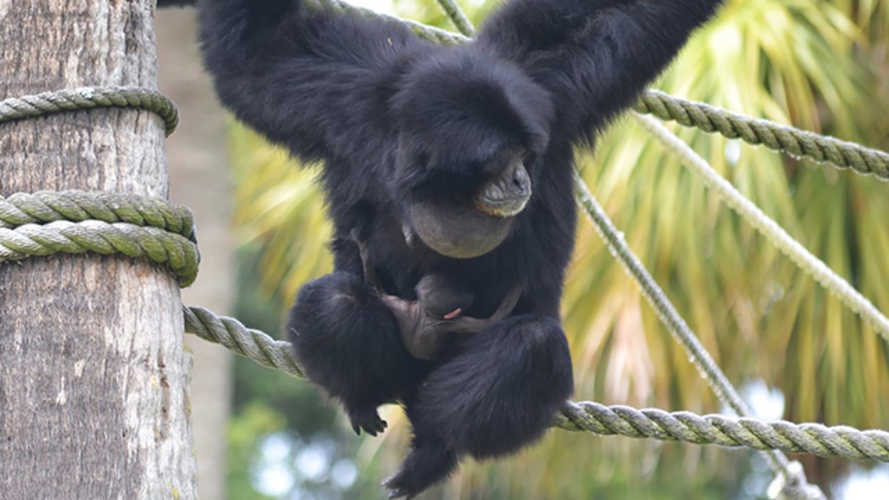 Endangered baby ape born at Florida animal park | FOX 29 Philadelphia