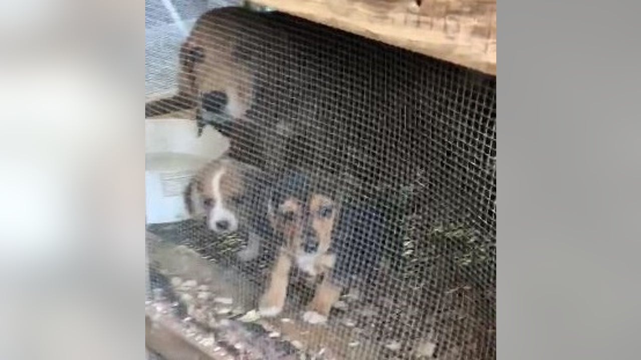 11 beagles rescued from unsafe conditions, frigid temperatures in North ...