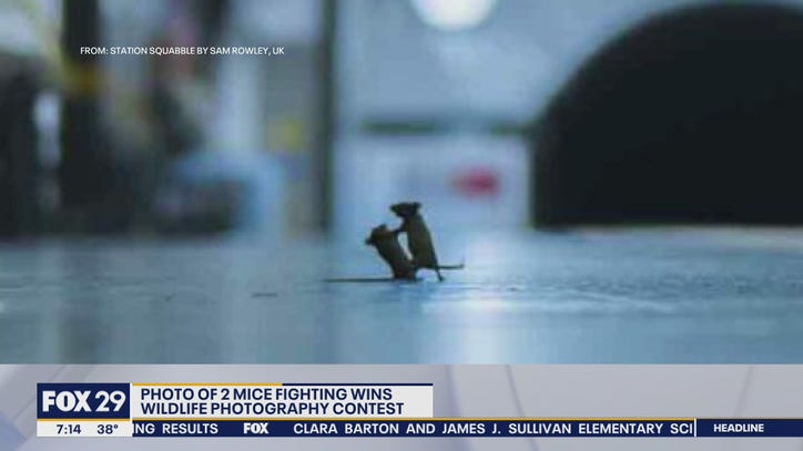 Photo of mouse fight on London subway platform wins Wildlife ...