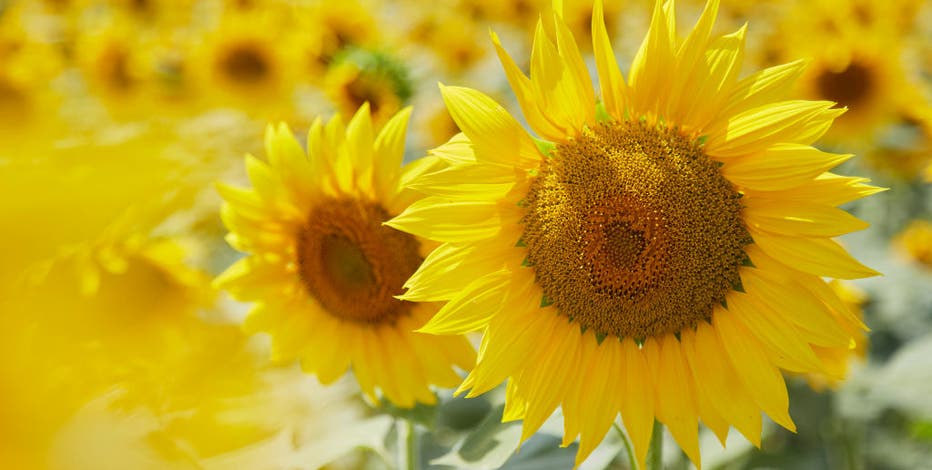 What Is The National Flower Of Russia | Best Flower Site