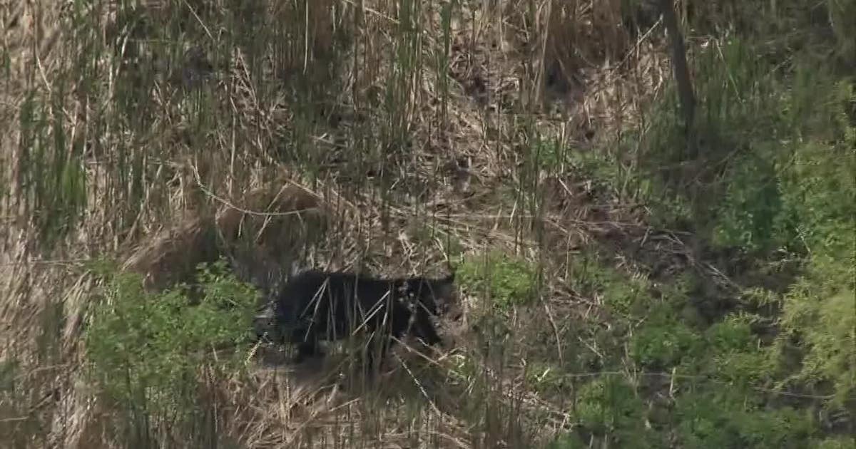 Bear spotted in Delaware County captured, will be released in less ...
