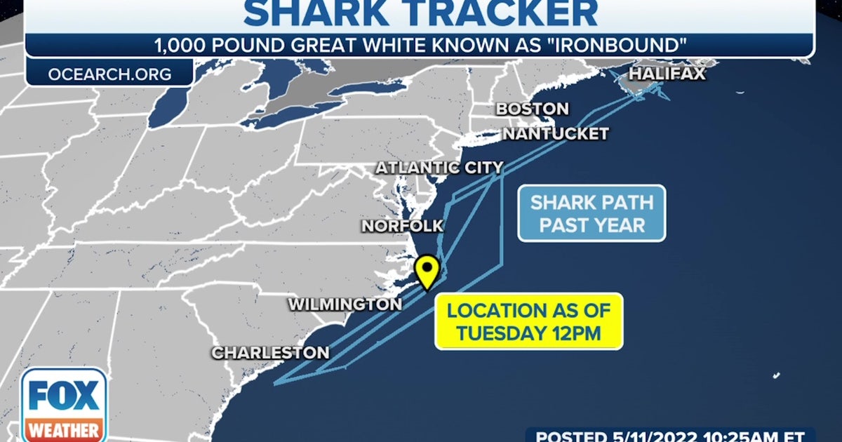 Ironbound: Half ton great white shark tracked off New Jersey coast ...