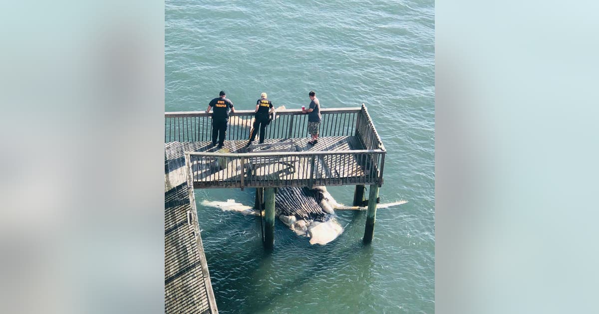 GOP congressmen: Halt offshore wind, probe whale deaths | FOX 29 ...