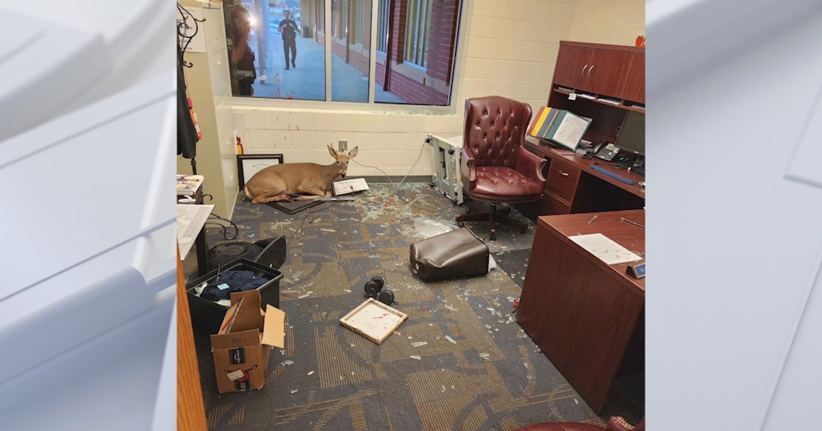 Injured deer euthanized after breaking window, trashing North Carolina ...